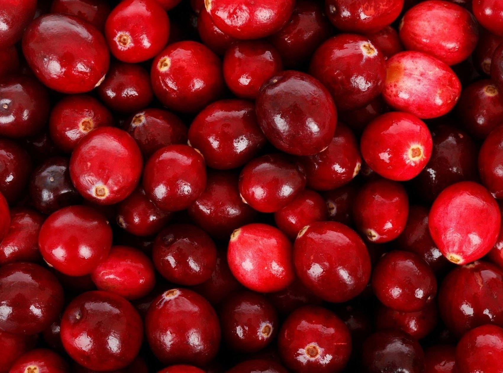 Cranberry: el berry funcional que no puede faltar – Bayas del Sur